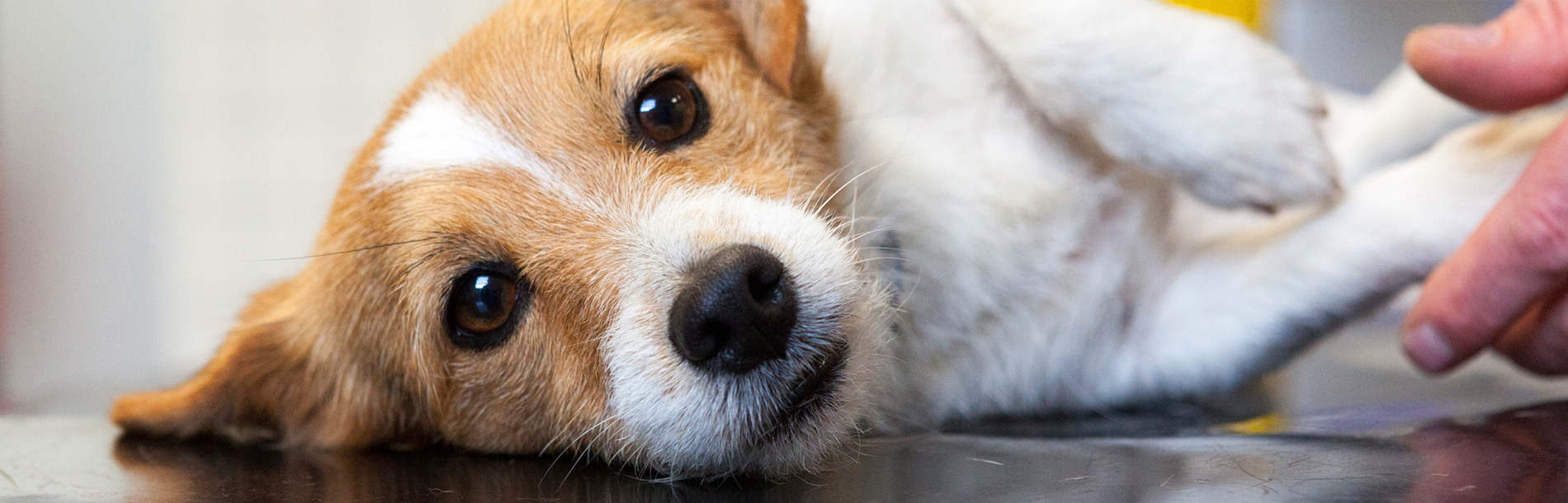 Hawick Vets | Small Animal Vet | Farm Vets | Equine Vets